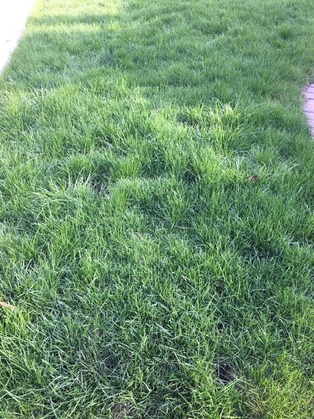 [Costco] Scotts Supreme Grass Seed 4kg (8.8lb) bag $16.99 - Page 2 ...