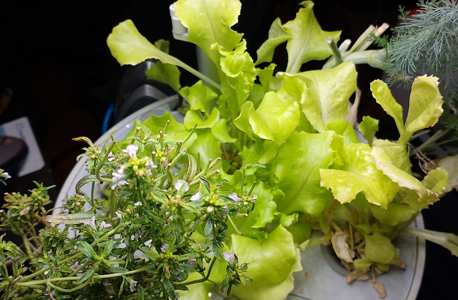 [Amazon.ca] [Black Friday] AeroGarden Grow Anything Seed Pod Kit (50 ...