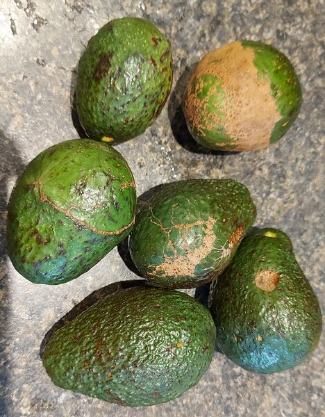 [No Frills] $5 plus 2000pts Naturally Imperfect Avocados 2.2lbs ( ~9 ...